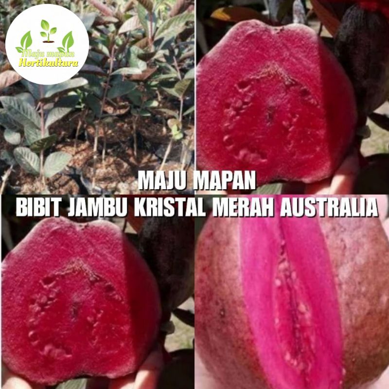 Jual BIBIT JAMBU KRISTAL AUSTRALIA (MERAH) | Shopee Indonesia