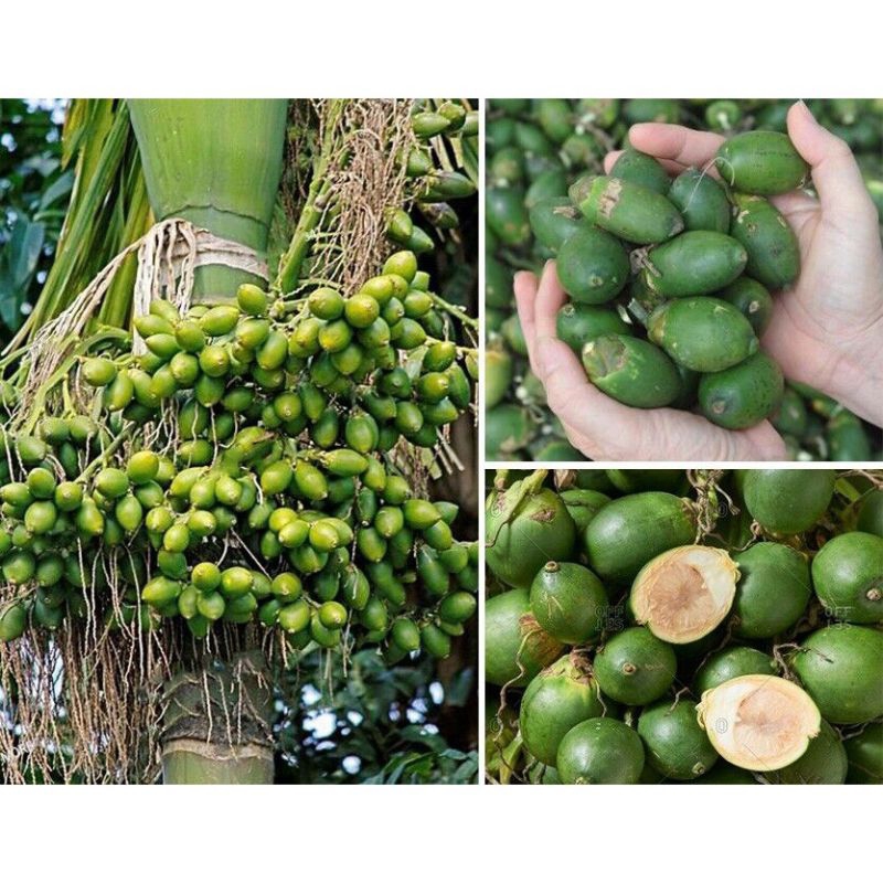 Jual buah pinang segar fress/buah pinang muda/buah jambe/1kg | Shopee ...
