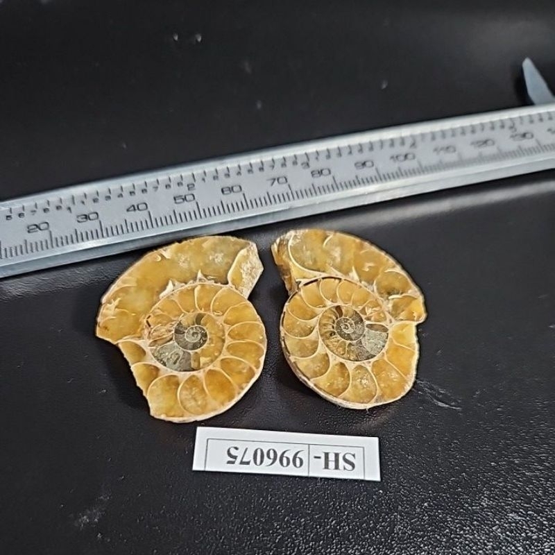 Jual Ammonite Madagascar pair BATU ALAM ASLI | Shopee Indonesia