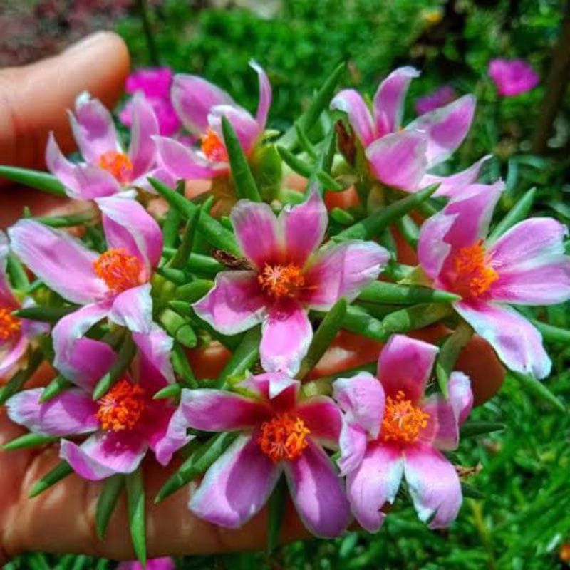 Jual 3stek bunga krokot twinkle star mossrose portulaca bunga pukul ...