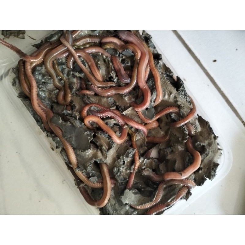 Jual cacing laut/pun pun 100 | Shopee Indonesia