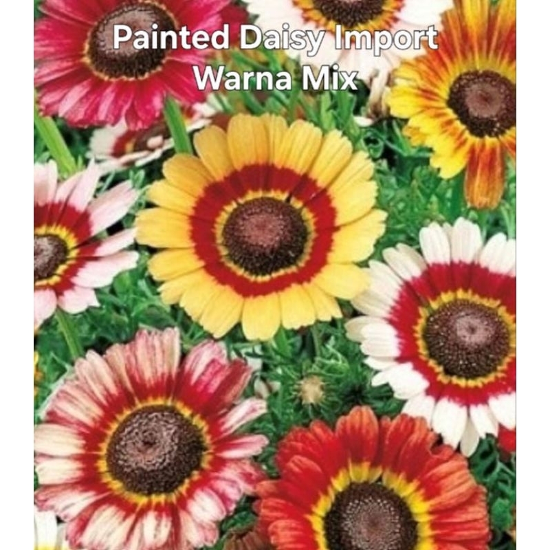 Jual Benih Painted Daisy Import ( Harga 1 Biji ) | Shopee Indonesia