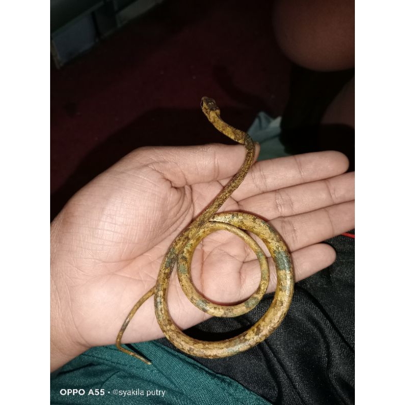 Jual siput jerapah hiasan (display) | Shopee Indonesia