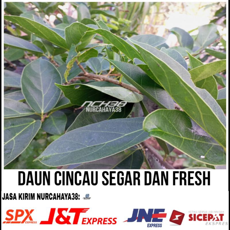 Jual Daun cincau segar dan fresh | Daun cincau hijau segar 20 lembar ...