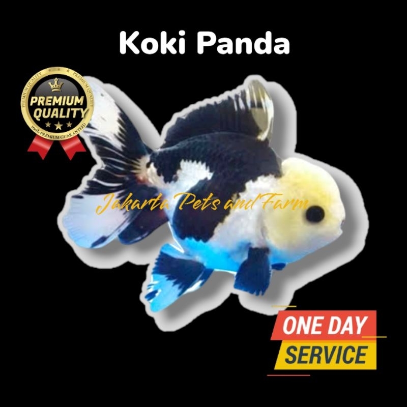 Jual Ikan Hias Mas Koki Panda - Gold Fish Panda Grade A | Shopee Indonesia
