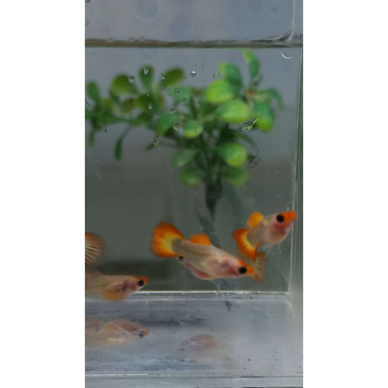 Jual guppy(fire tail) | Shopee Indonesia