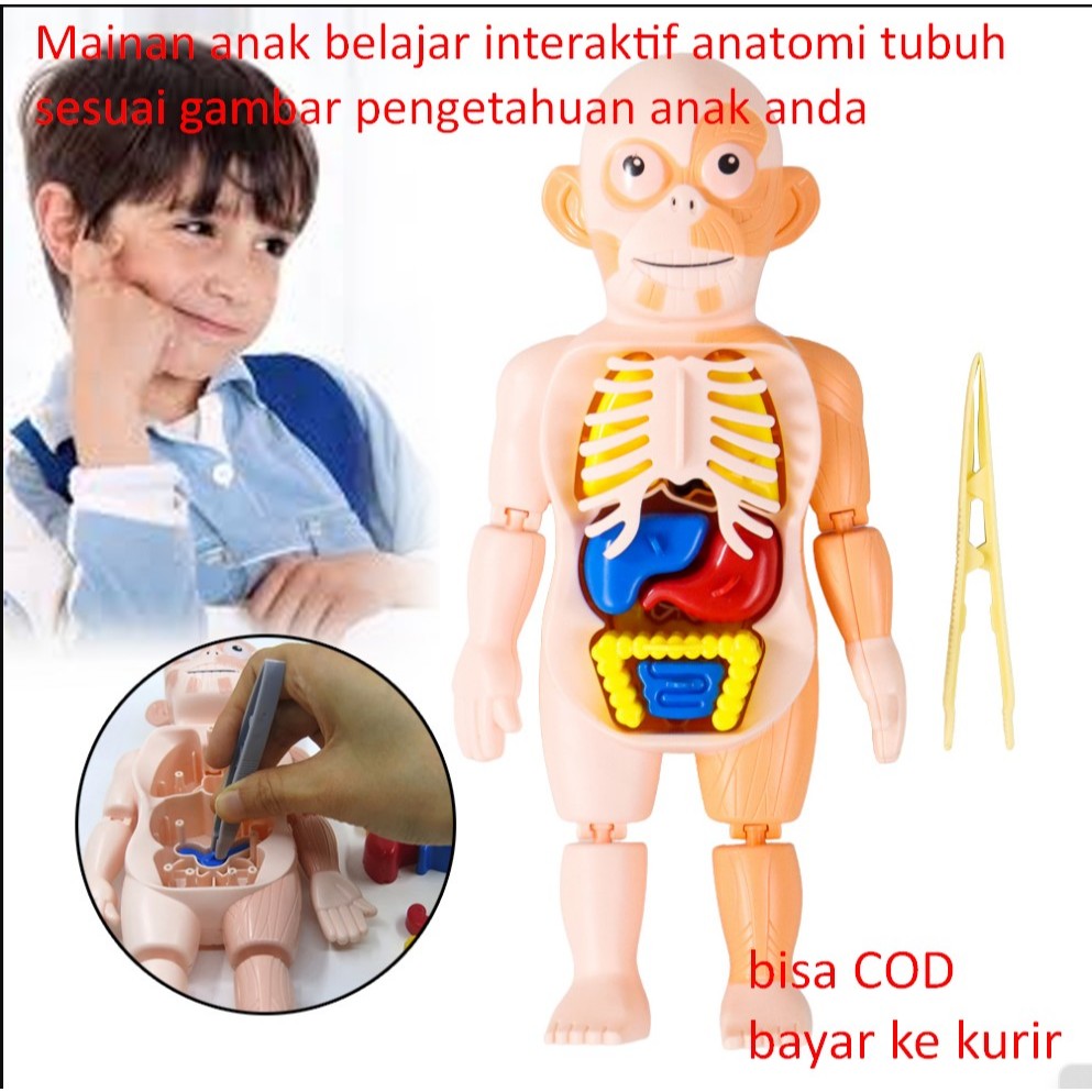 Jual Mainan anak belajar interaktif anatomi tubuh sesuai gambar ...