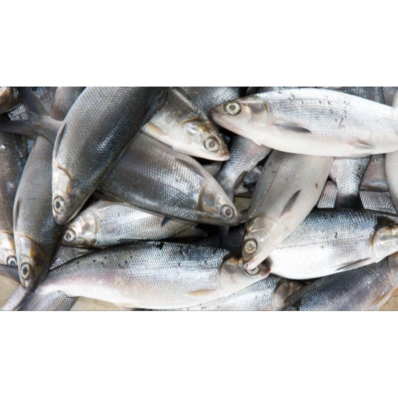 Jual ikan bandeng segar 1 kg | Shopee Indonesia