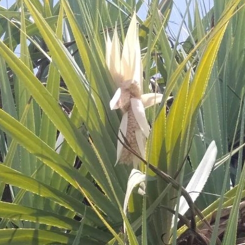 Jual Bunga Ritual Pudak Liar Pandan Berduri ( Pudak Besar & Panjang ...