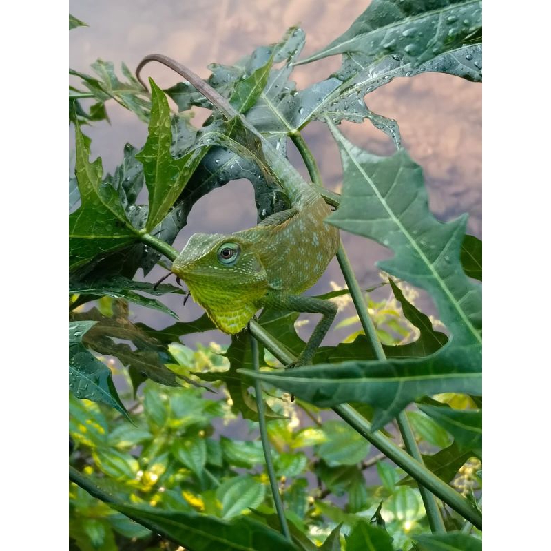 Jual bunglon surai londok | Shopee Indonesia