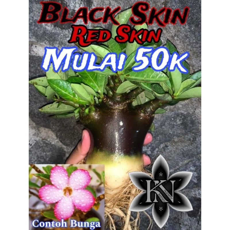 Jual ADENIUM SKIN HITAM | RED SKIN | BLACK SKIN | SKIN MERAH | SEEDLING ...