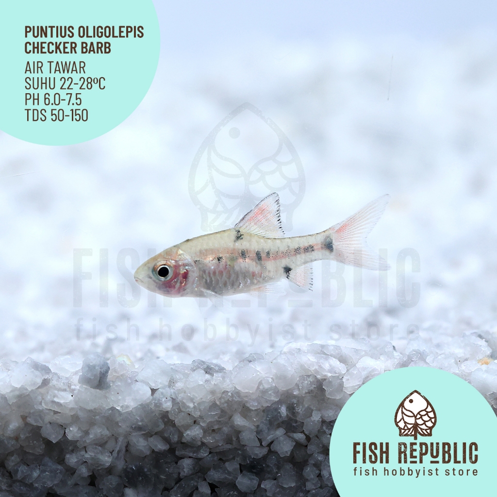 Jual Puntius Oligolepis Checker Barb Ikan Hias Air Tawar | Shopee Indonesia