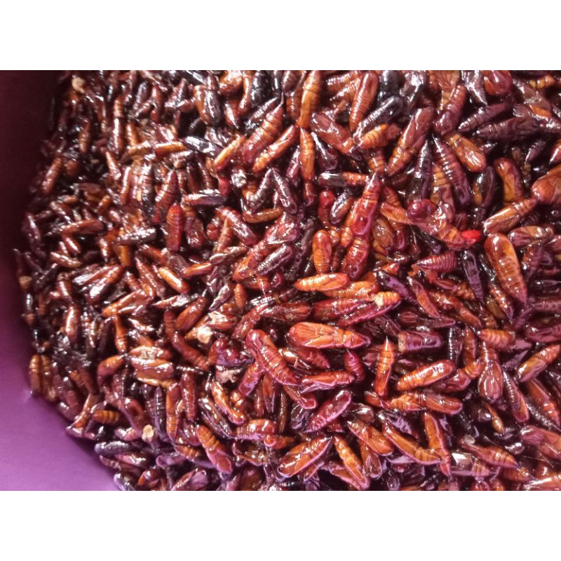 Jual kepompong /entung mete goreng,Wonogiri.sangat lezat guriih ...