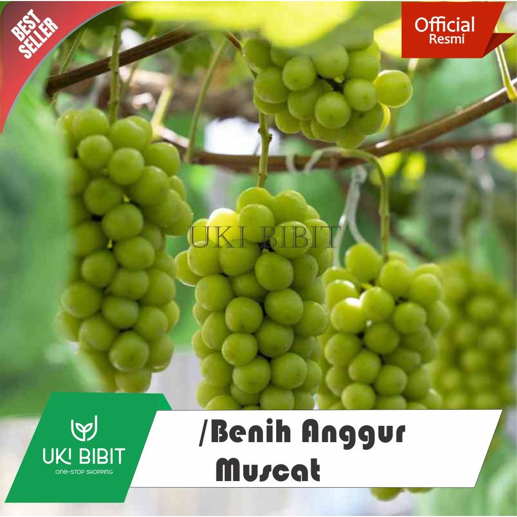 Jual ( 1 Pack ) Benih Anggur Muscat | Anggur Hijau | Shopee Indonesia