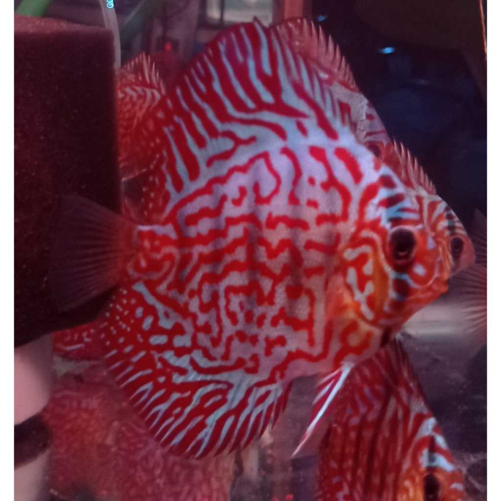 Jual Ikan Discus Red Torquoise 1,5 cm s/d 1,5 inch | Shopee Indonesia