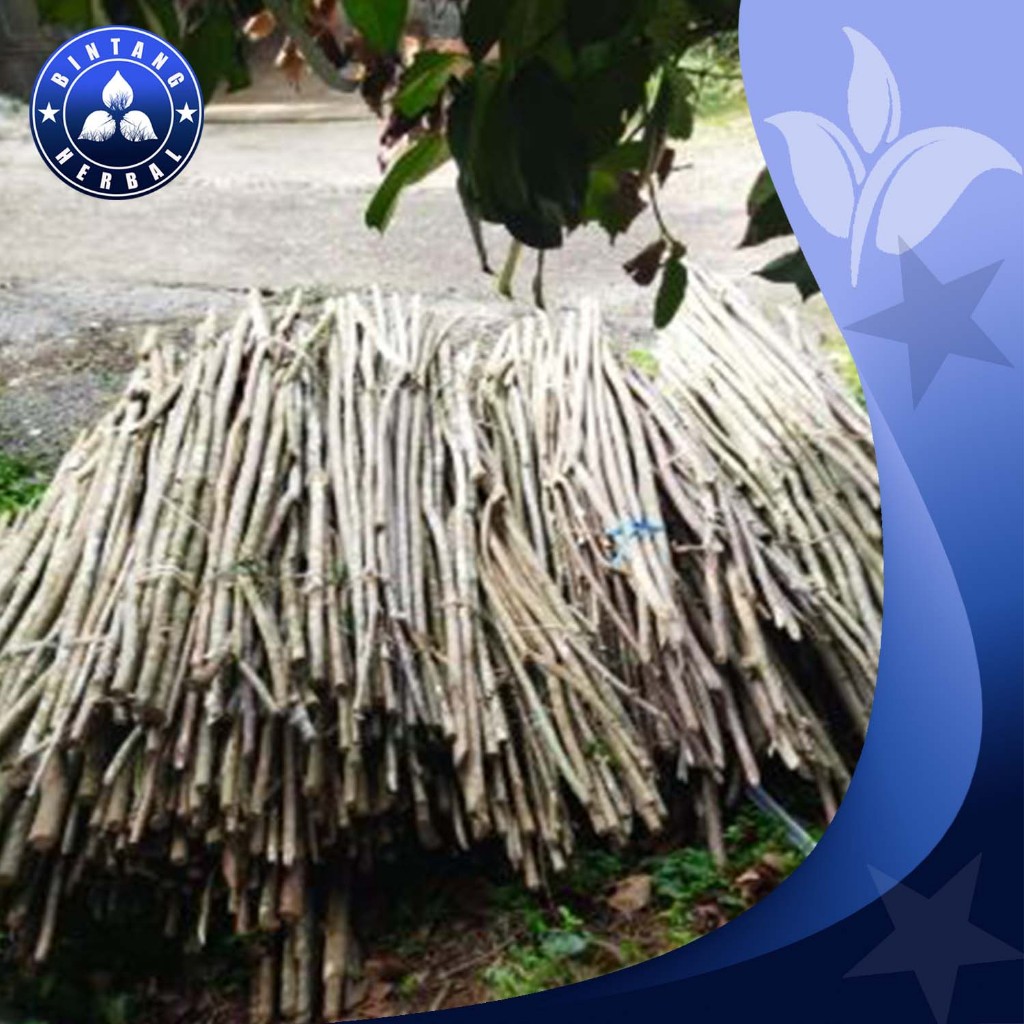 Jual jual batang Pohon Gamal Resede Kleresede Gliricidia Sepium untuk ...