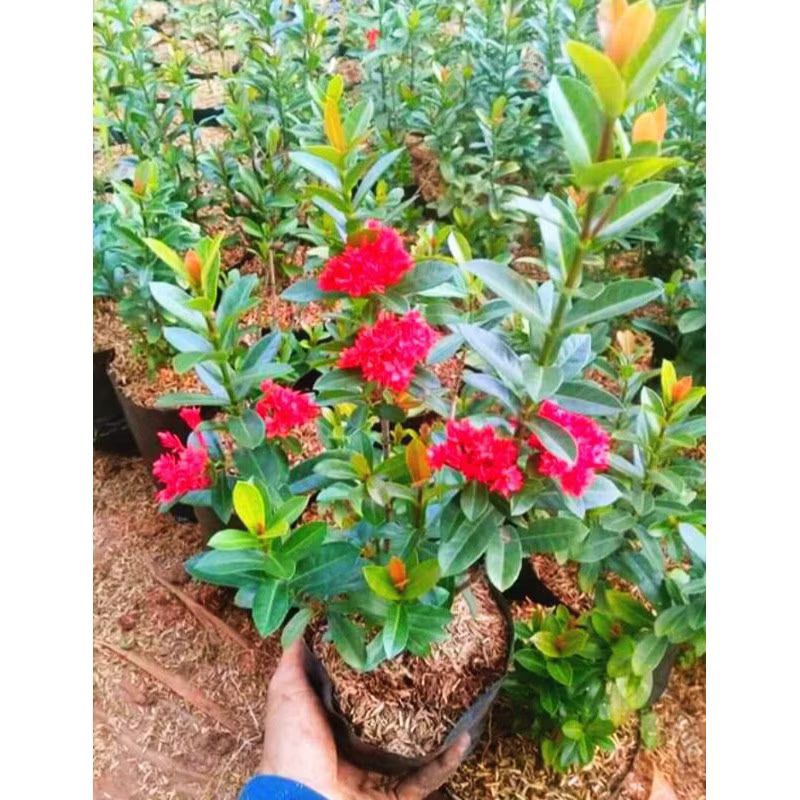 Jual Tanaman asoka bunga merah//pohon soka jepang | Shopee Indonesia