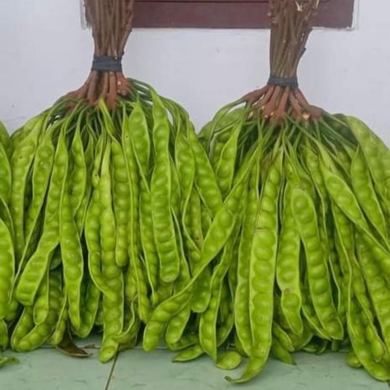 Jual Petai Super Fresh 1 Ikat isi 12 papan | Shopee Indonesia