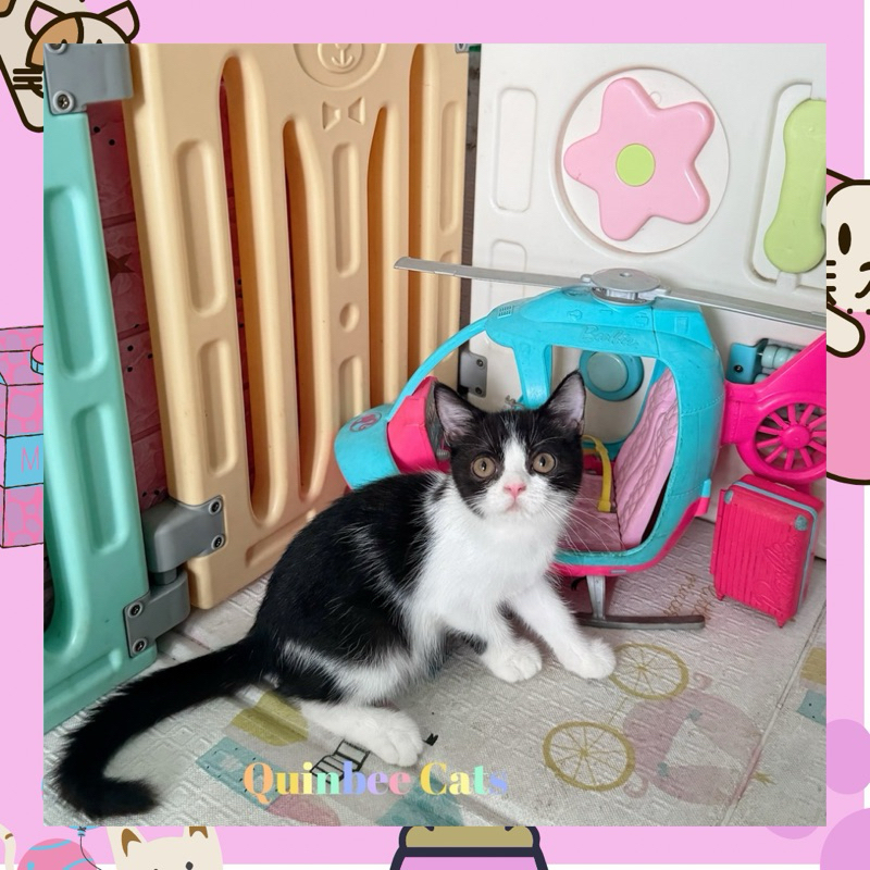 Jual Kucing BSH x Peaknose Jantan Black Bicolor hitam putih | Shopee ...