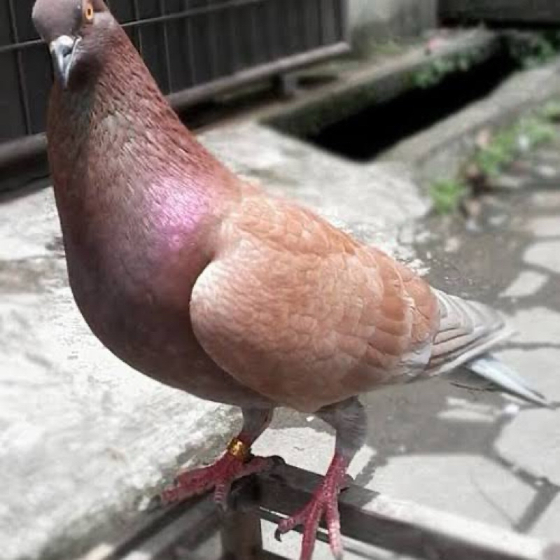Jual TELUR FERTIL MERPATI KOLONG UNTUK DI TETASKAN | Shopee Indonesia