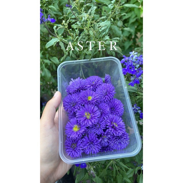 Jual Aster flower | edible flower | garnish makanan | Shopee Indonesia