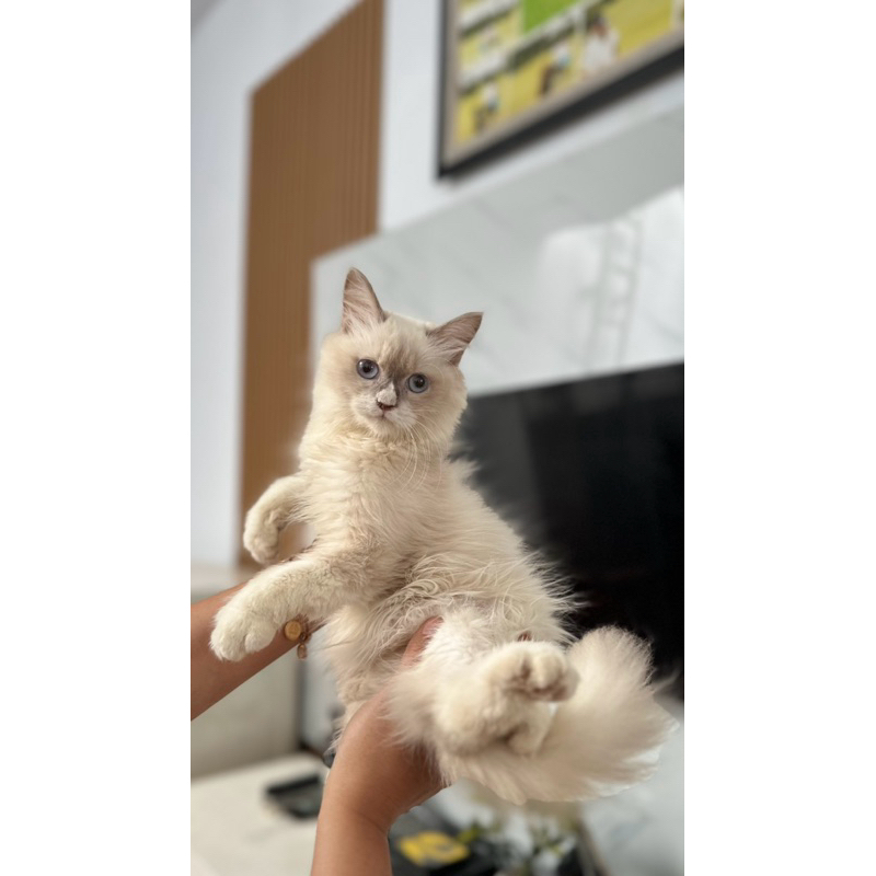 Jual kucing ragdoll bicolor simetris mata biru | Shopee Indonesia