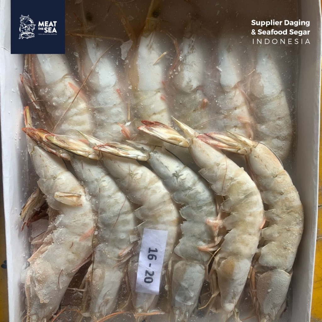 Jual Udang Jerbung Laut / Sea White Shrimp | Shopee Indonesia