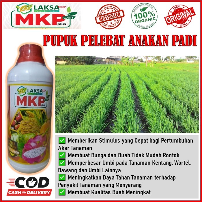 Jual (REKOMENDASI UNTUK PADI) MKP Laksa Grow Cair Pelebat Anakan Padi - Obat MKP Laksa Untuk ...