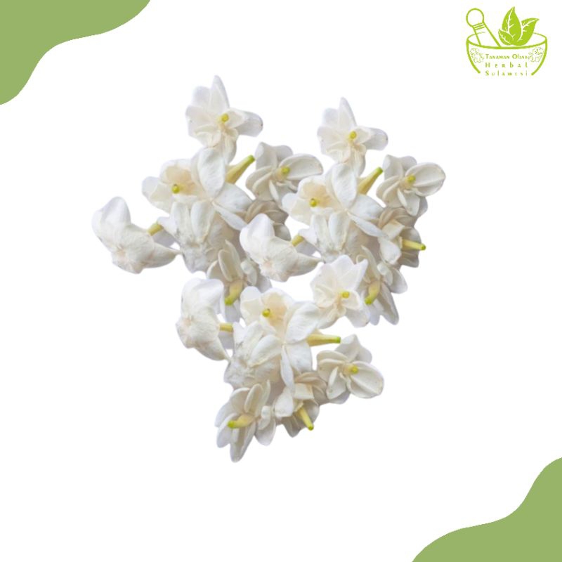 Jual Bunga Melati Wangi Segar (10 Bunga) | Shopee Indonesia