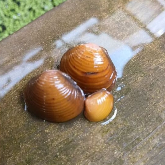 Jual Isi 6 Remis induk kerang kuning kebutuhan aquarium | Shopee Indonesia