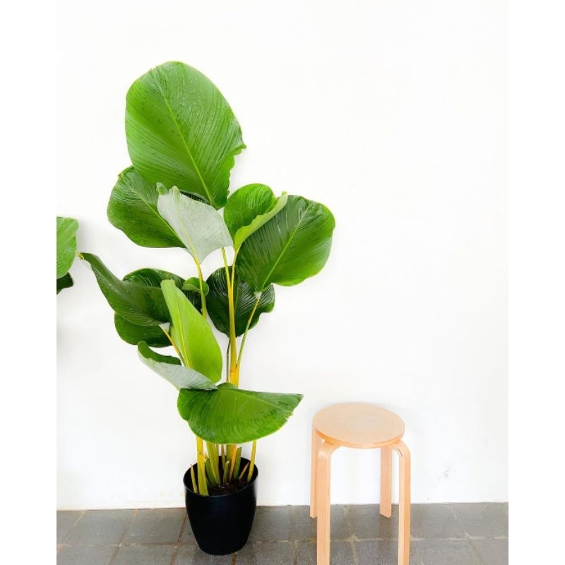 Jual TANAMAN HIDUP CALATHEA LUTEA ( CALATHEA PISANG ) | Shopee Indonesia