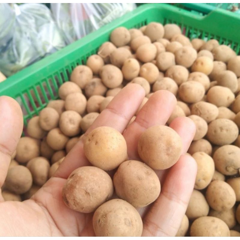 Jual Kentang Baby Atau rendang khas dieng 1kg isi banyak murah| mini ...