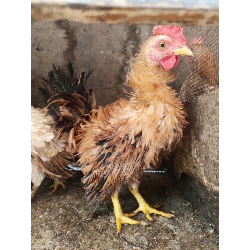 Jual Ayam Kate Walik dan Biasa Usia 6Bulan | Shopee Indonesia