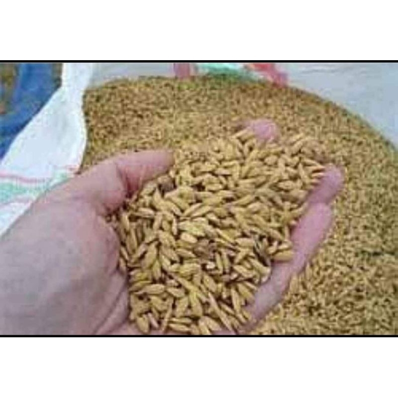 Jual Biji padi, benih padi untuk pakan ayam atau burung 1 kg | Shopee ...