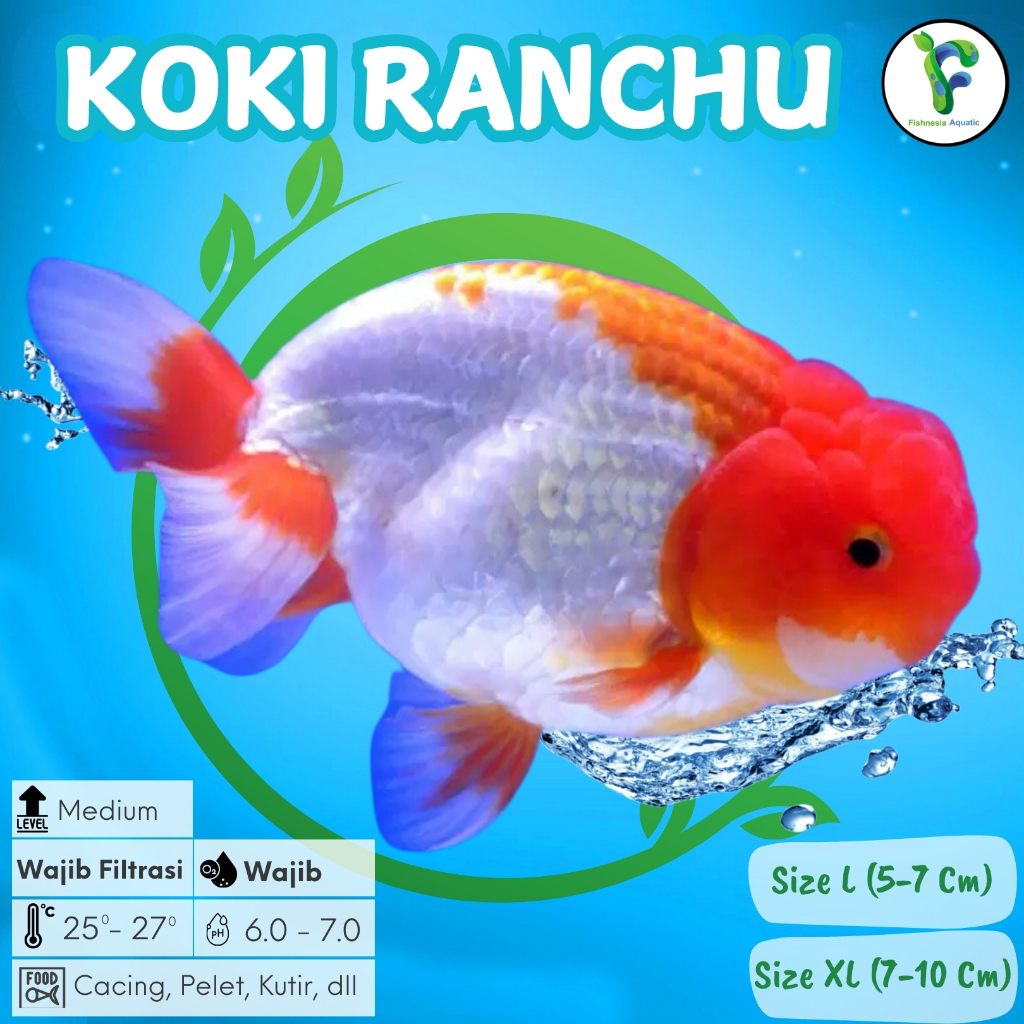 Jual Ikan Mas Koki Ranchu Gemoy / Ranchu Goldfish - Ikan Hias Aquascape ...