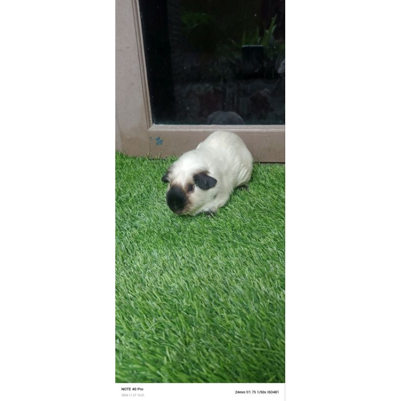 Jual marmut/guinea pig california putih | Shopee Indonesia