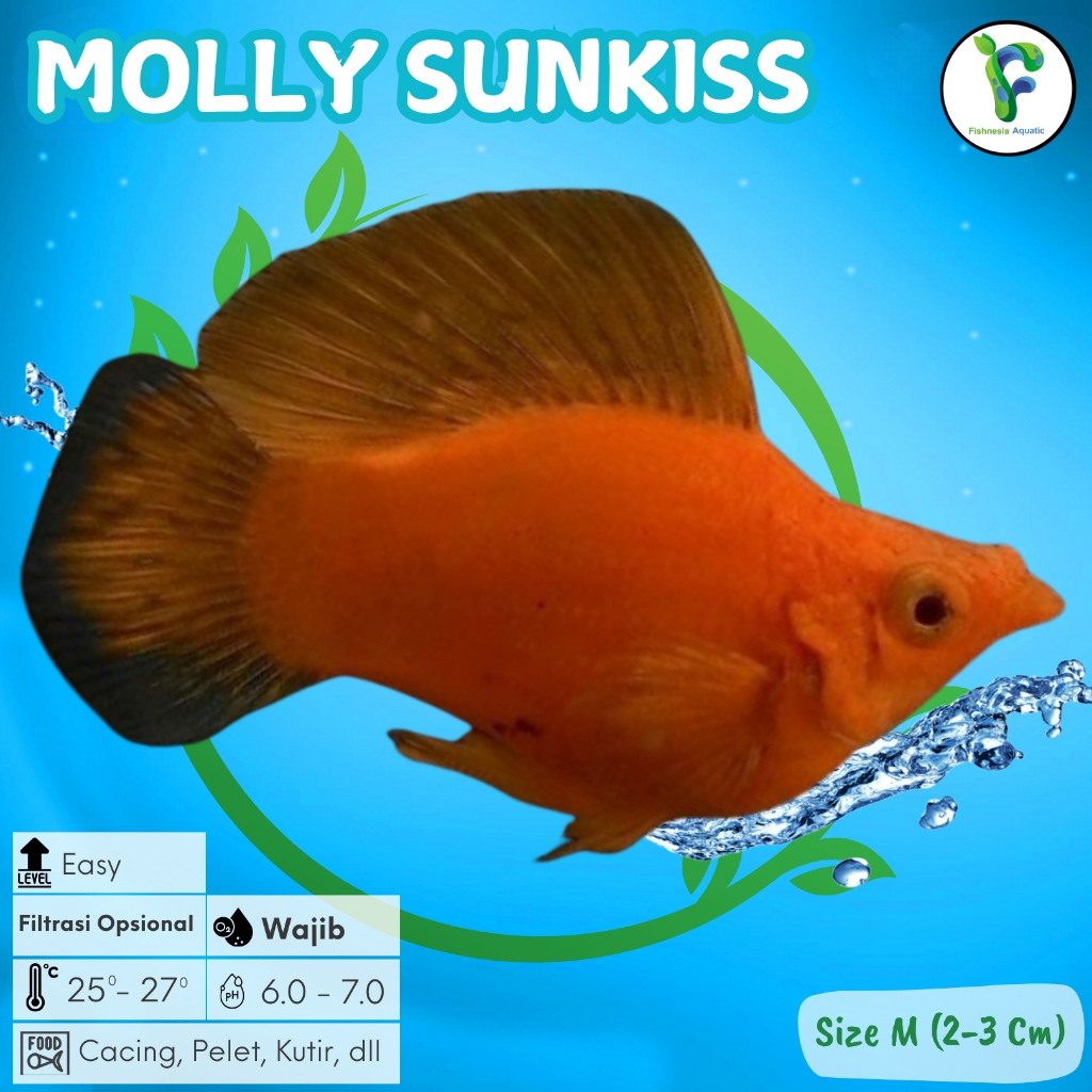 Jual Ikan Golden Molly / Molly Golden / Molly Sunkiss Sunkis Sunkist ...