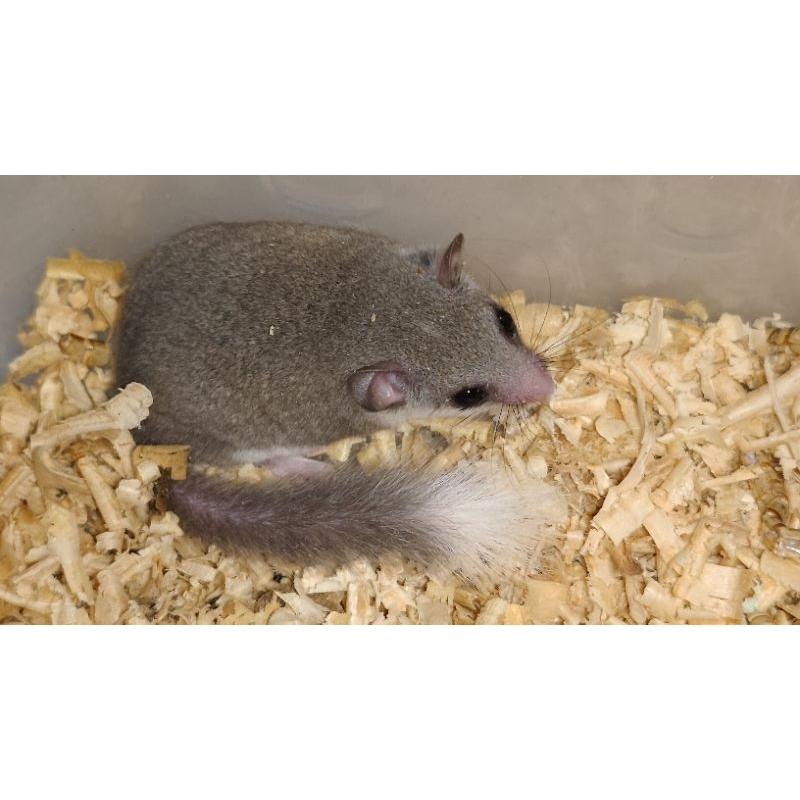 Jual African pygmy dormice | Shopee Indonesia