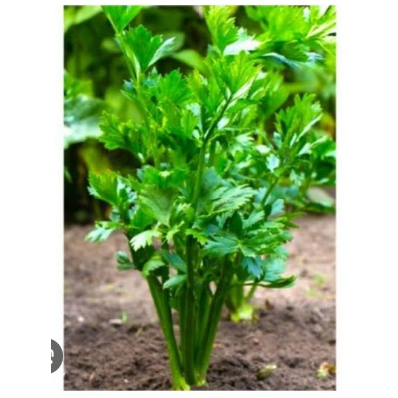 Jual Bibit Daun seledri Daun Sop Beli 4 Bonus 1 | Shopee Indonesia