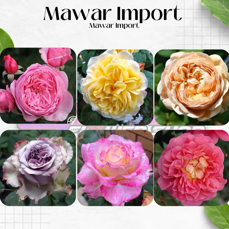 Jual Tanaman Hidup Bunga Mawar Import Berbunga Wangi & Bergaransi ...