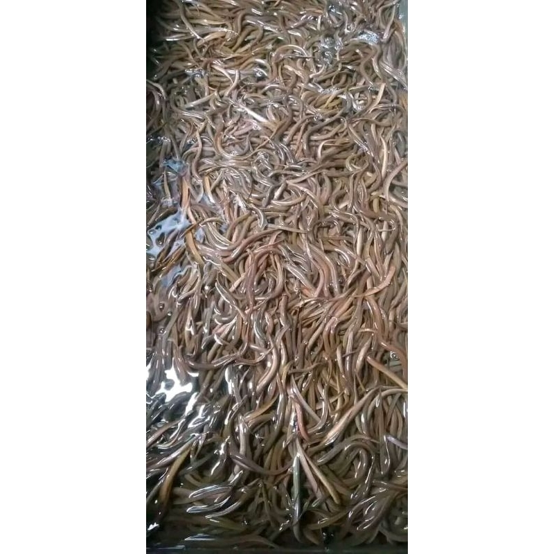Jual bibit belut 500gr | Shopee Indonesia