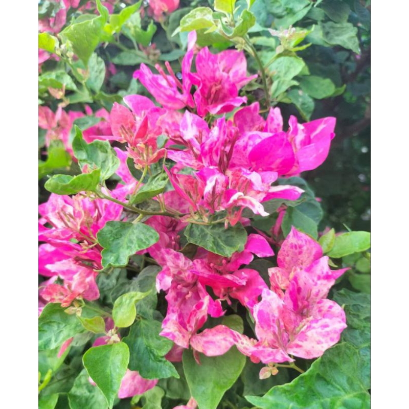 Jual Stek Batang Bougenville Import Kristina Shopee Indonesia