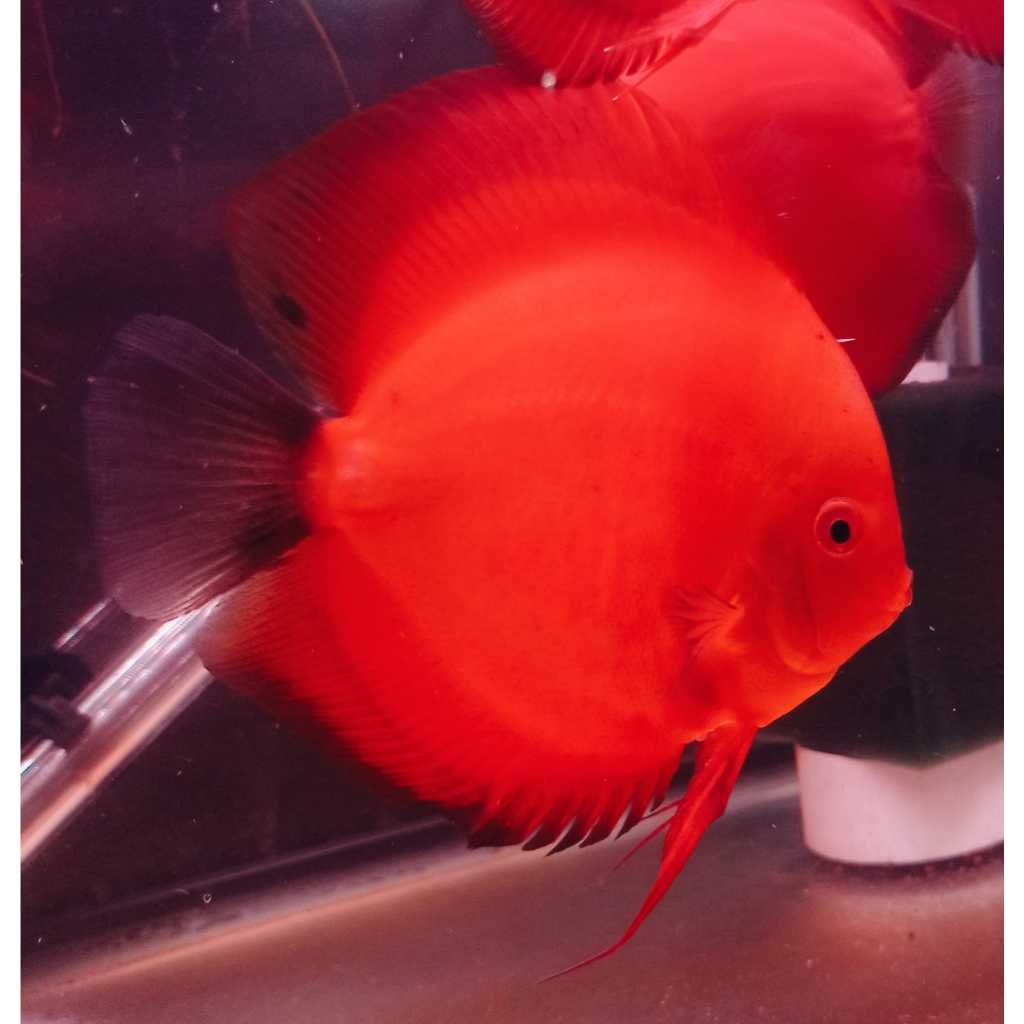 Jual Ikan Discus Red Melon 5" inch | Shopee Indonesia