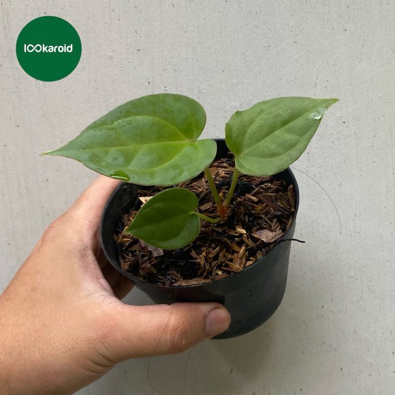 Jual Tanaman Hias Anthurium Dorayaki Silver x Luxurians Ecuador ...