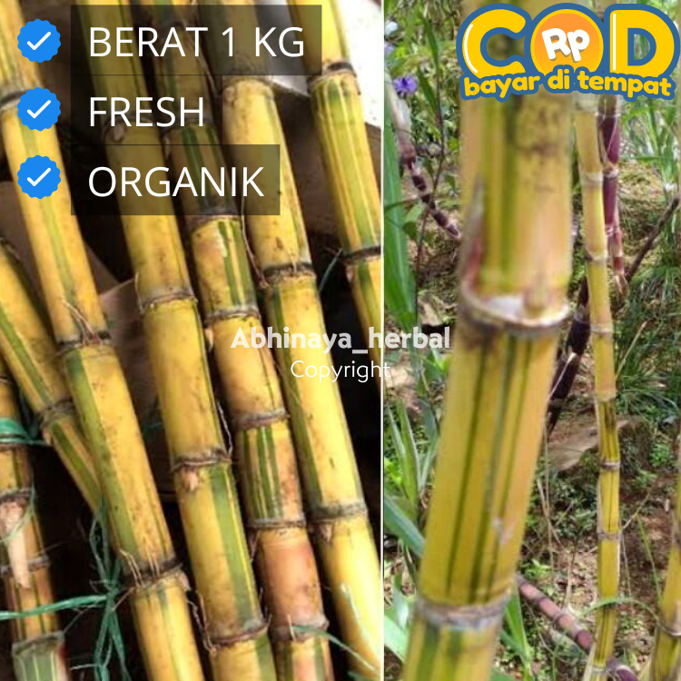 Jual Tebu kuning segar - Tebu Kuning manis fresh 1 kg | Shopee Indonesia
