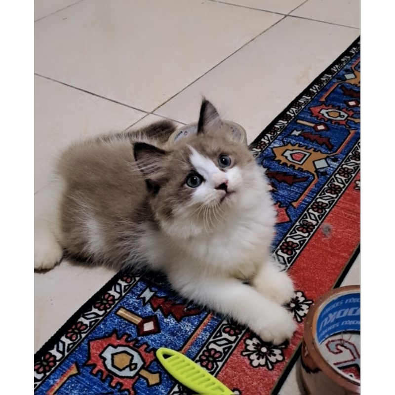 Jual Anak kucing anggora betina /kitten ragdol bicolor simetris betina ...