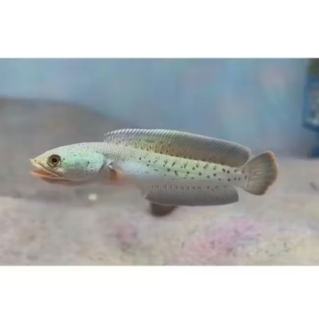 Jual baby Channa Barca 4cm++ grade b | Shopee Indonesia