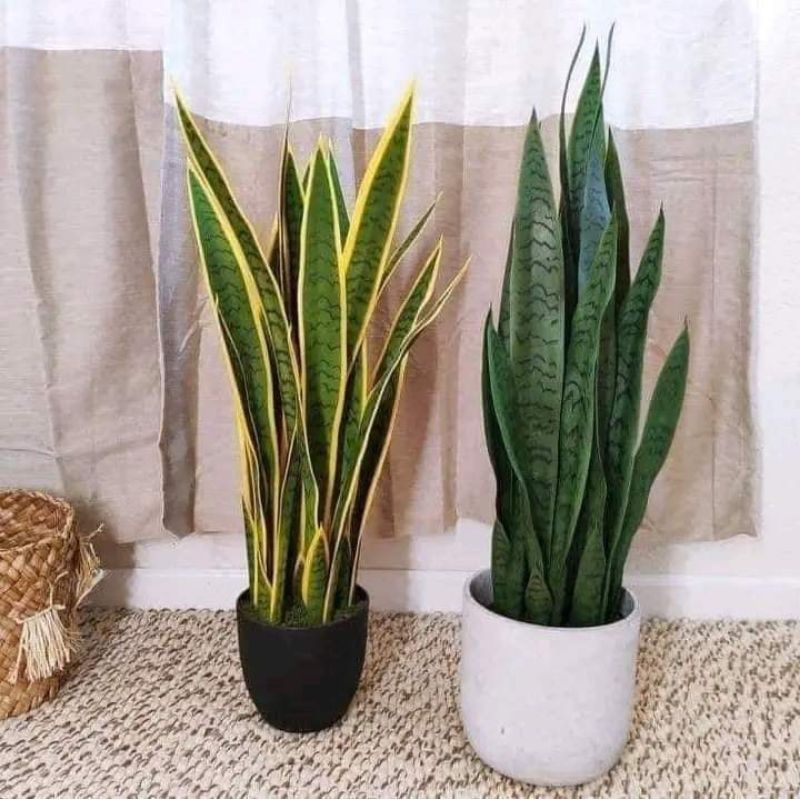 Jual paket rumpunan rimbun 2 jenis tanaman lidah mertua kuning dan ...