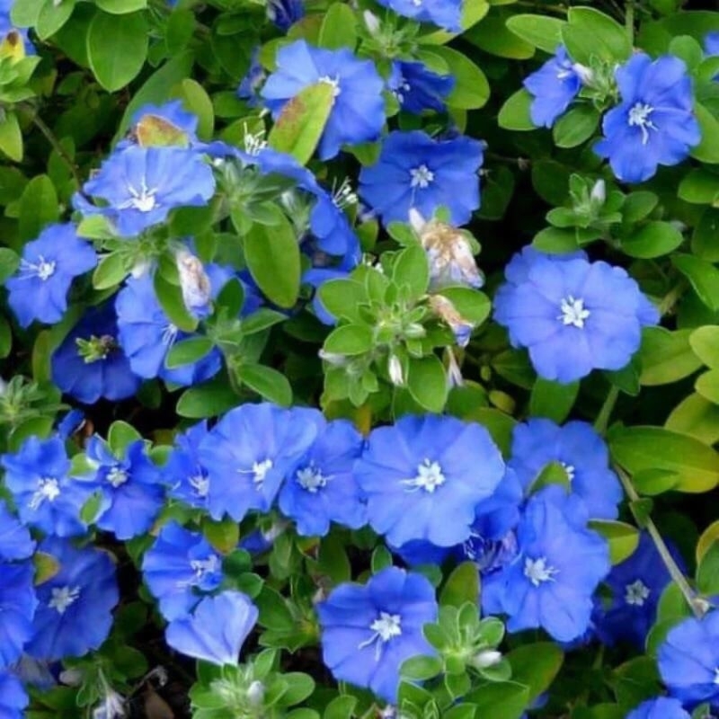 Jual Tanaman Bunga Baby Blue - Baby Blue Eyes Kondisi Berbunga | Shopee ...