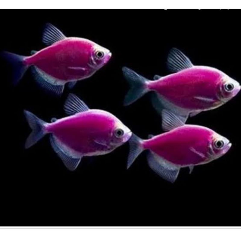 Jual IKAN HIAS AQUASCAPE TETRA UNGU | Shopee Indonesia
